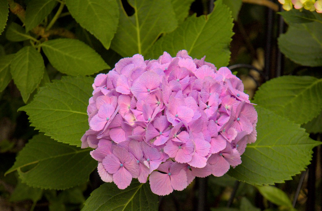 Kiss M/M2で花を撮る（10） - computer_philosopher’s diary