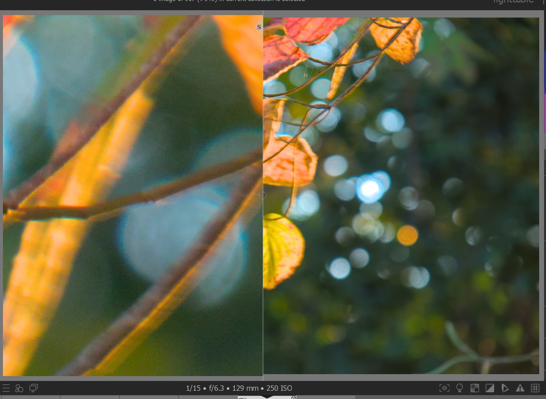 秋を撮る（5） - computer_philosopher’s diary