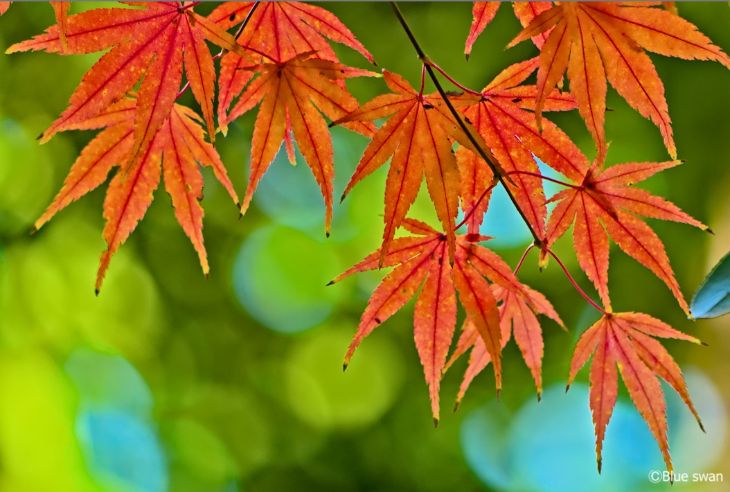 モミジ（1）～つくば市とその周辺の風景写真案内（974） - computer_philosopher’s diary