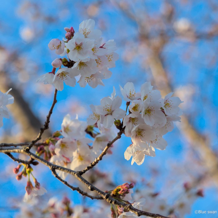 乙戸沼公園の桜（土浦市）～つくば市とその周辺の風景写真案内（1008） - computer_philosopher’s diary
