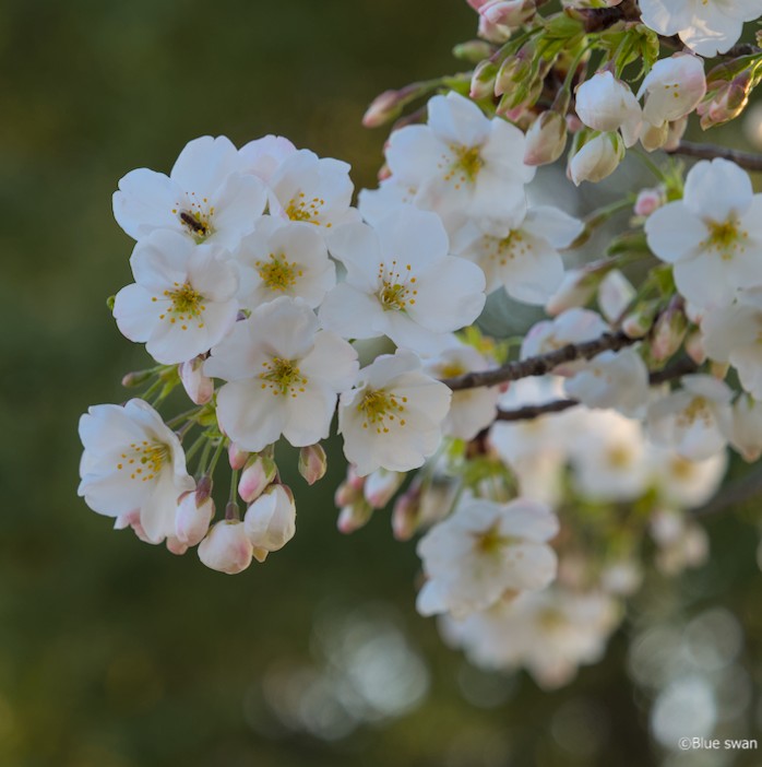 乙戸沼公園の桜（土浦市）～つくば市とその周辺の風景写真案内（1008） - computer_philosopher’s diary
