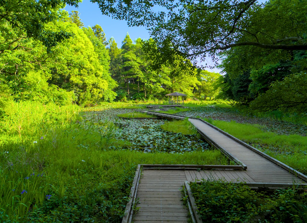 高崎自然の森のスイレン ～つくば市とその周辺の風景写真案内（1061） - computer_philosopher’s diary