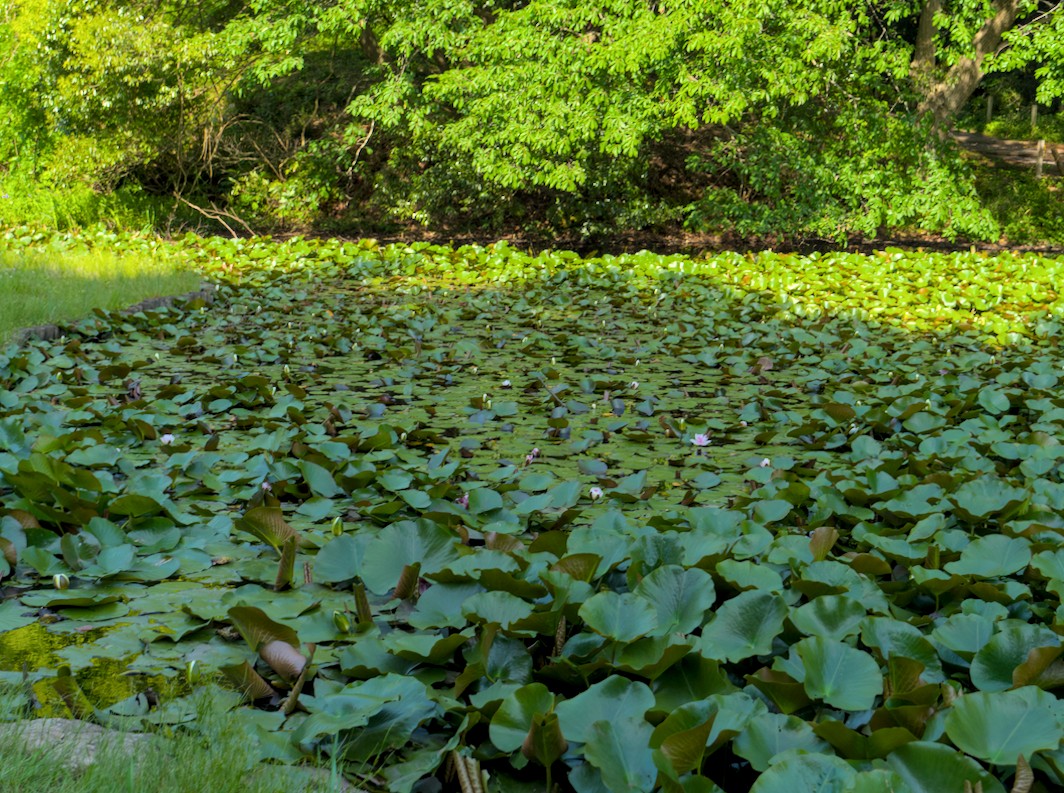 高崎自然の森のスイレン ～つくば市とその周辺の風景写真案内（1061） - computer_philosopher’s diary