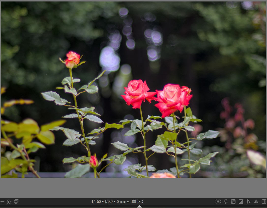 バラを撮る（9） - computer_philosopher’s diary