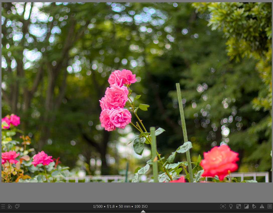 バラを撮る（9） - computer_philosopher’s diary