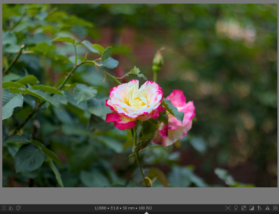 バラを撮る（9） - computer_philosopher’s diary