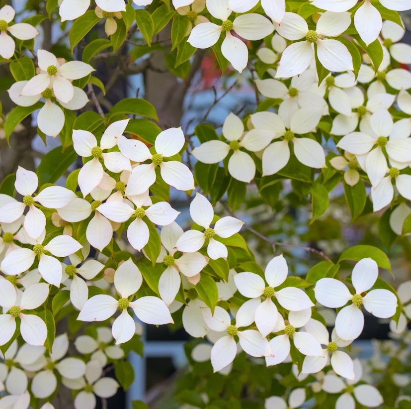 いとし藤の写真（8） - computer_philosopher’s diary