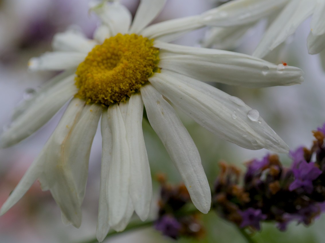 Jo Stephen（ ジョー・スティーブン）さんの写真（1） - computer_philosopher’s diary