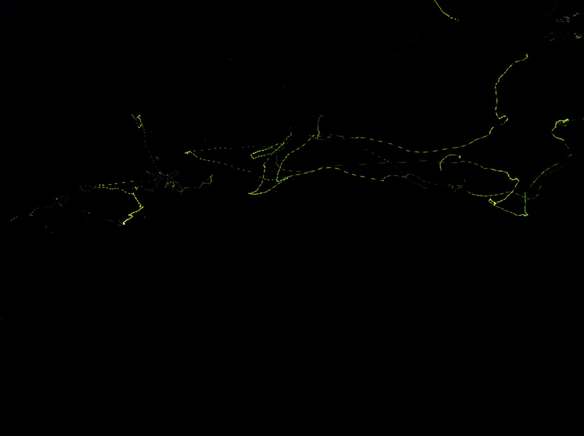 実穀近隣公園のホタル（阿見町）～つくば市とその周辺の風景写真案内（1104） - computer_philosopher’s diary