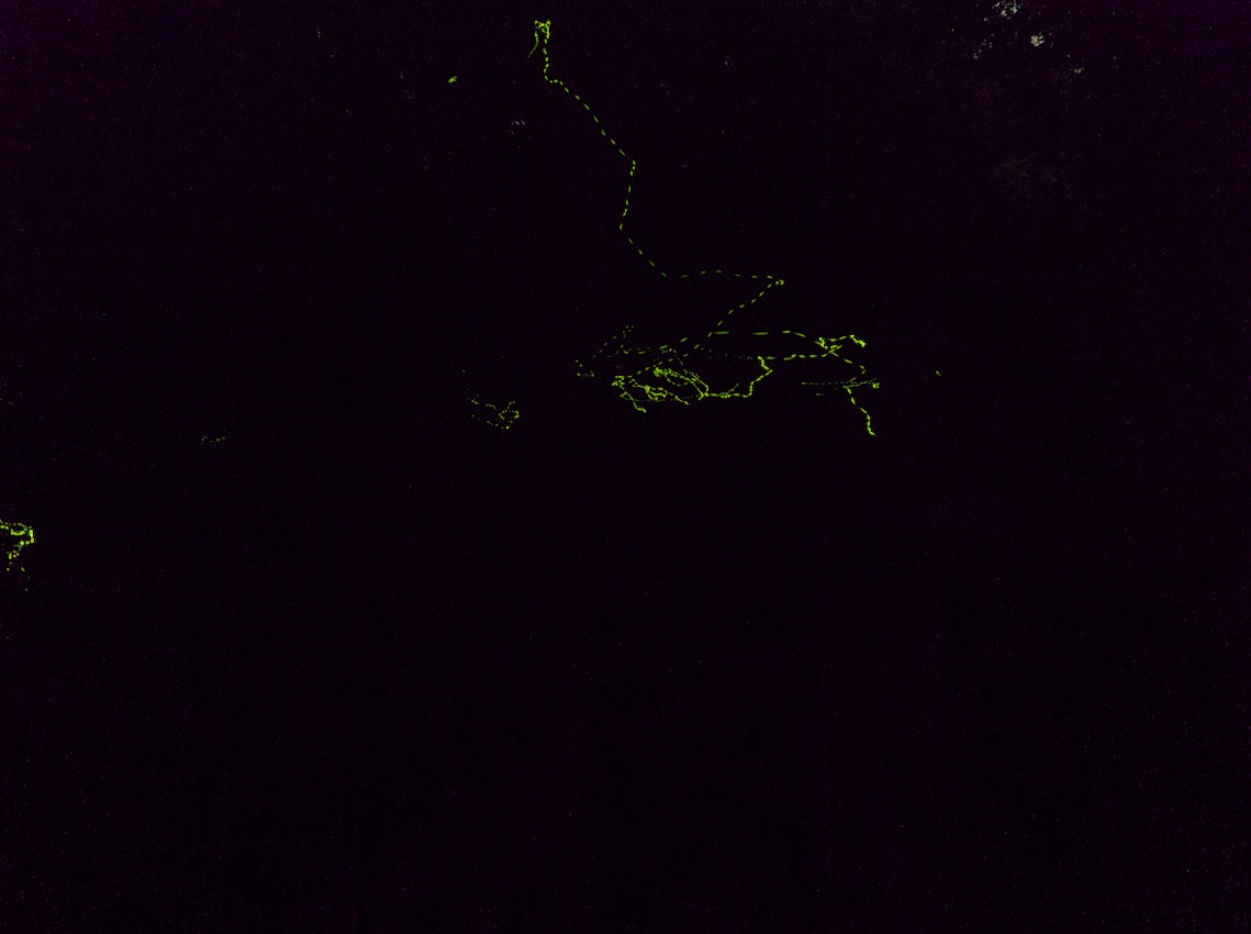 実穀近隣公園のホタル（阿見町）～つくば市とその周辺の風景写真案内（1104） - computer_philosopher’s diary