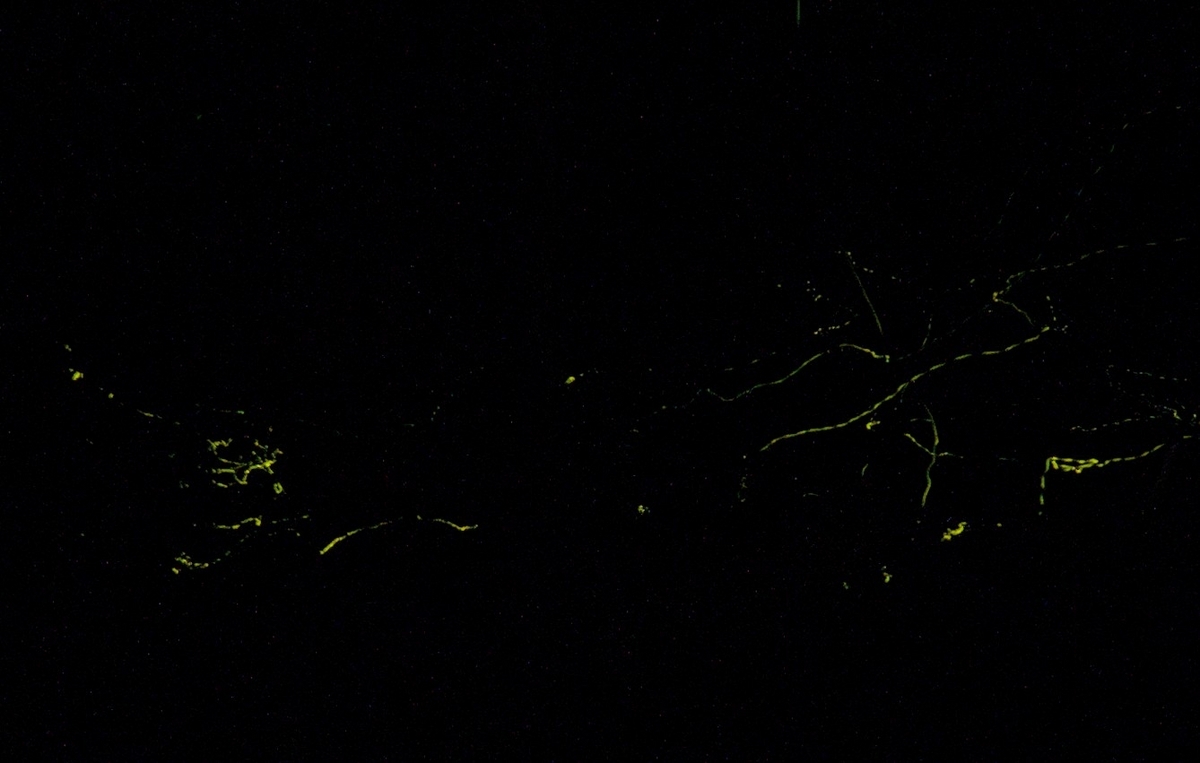 実穀近隣公園のホタル（阿見町）～つくば市とその周辺の風景写真案内（1104） - computer_philosopher’s diary