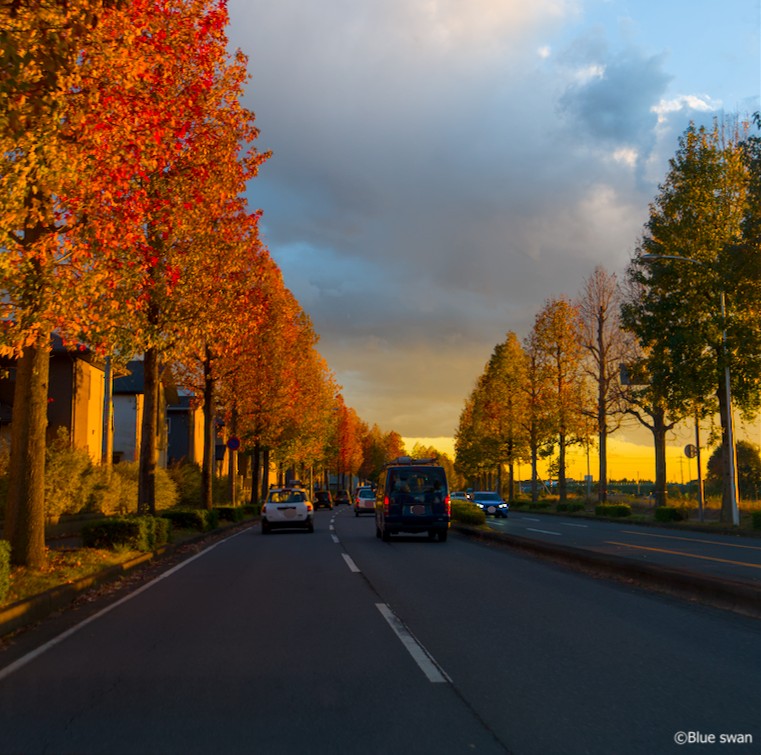 牛久学園線（408号線）のアメリカフウ～つくば市とその周辺の風景写真案内（1205） - computer_philosopher’s diary