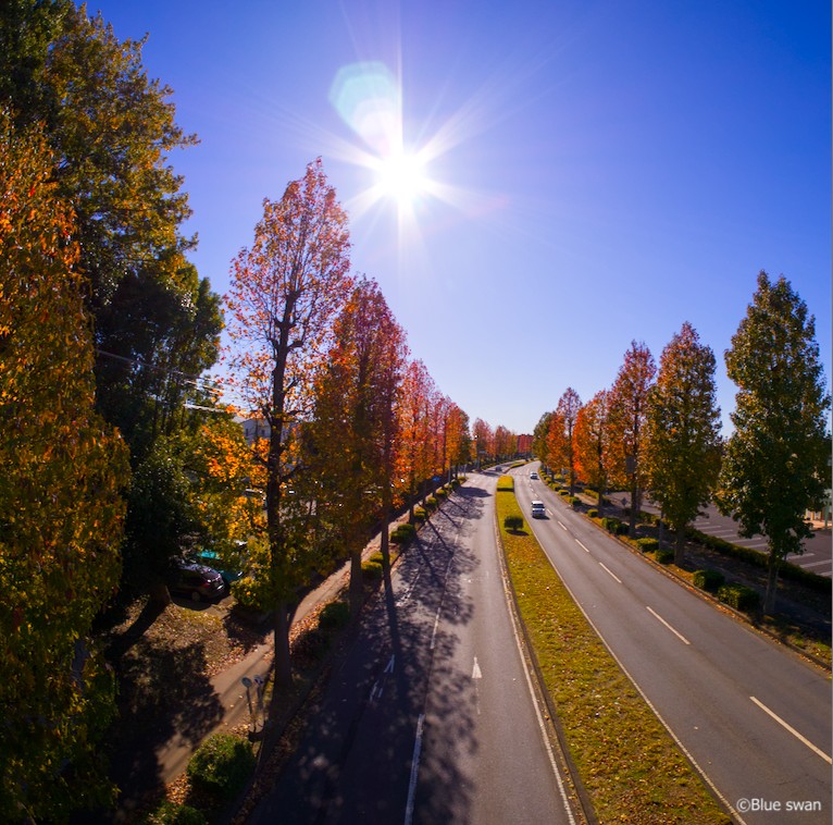 牛久学園線（408号線）のアメリカフウ～つくば市とその周辺の風景写真案内（1205） - computer_philosopher’s diary