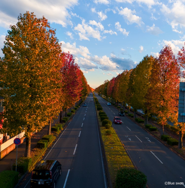 牛久学園線（408号線）のアメリカフウ～つくば市とその周辺の風景写真案内（1205） - computer_philosopher’s diary
