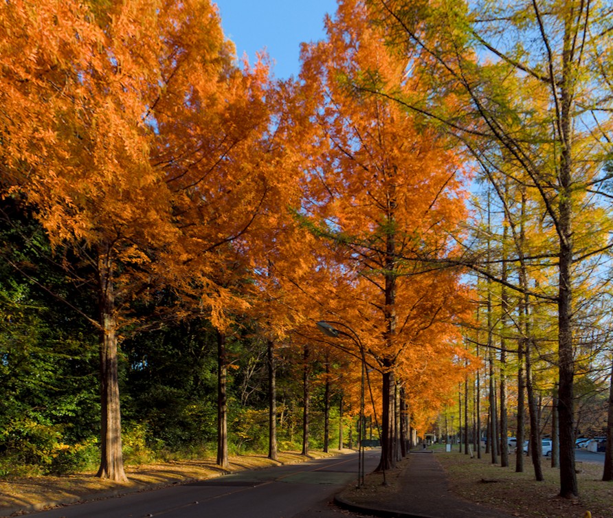 曙杉通り～つくば市とその周辺の風景写真案内（1212） - computer_philosopher’s diary