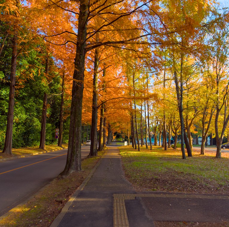 曙杉通り～つくば市とその周辺の風景写真案内（1212） - computer_philosopher’s diary