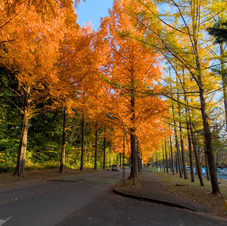曙杉通り～つくば市とその周辺の風景写真案内（1212） - computer_philosopher’s diary