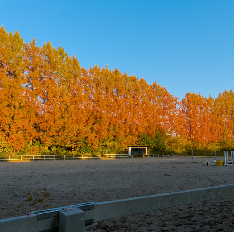 曙杉通り～つくば市とその周辺の風景写真案内（1212） - computer_philosopher’s diary