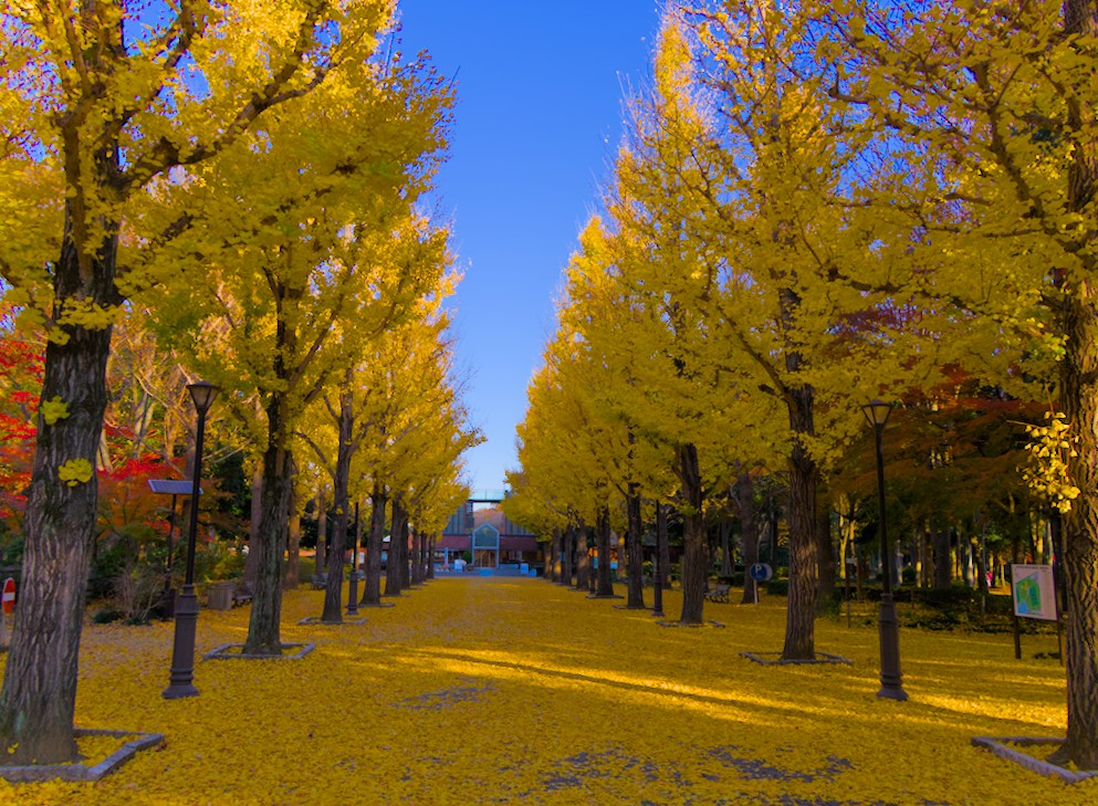 洞峰公園の銀杏～つくば市とその周辺の風景写真案内（1215） - computer_philosopher’s diary