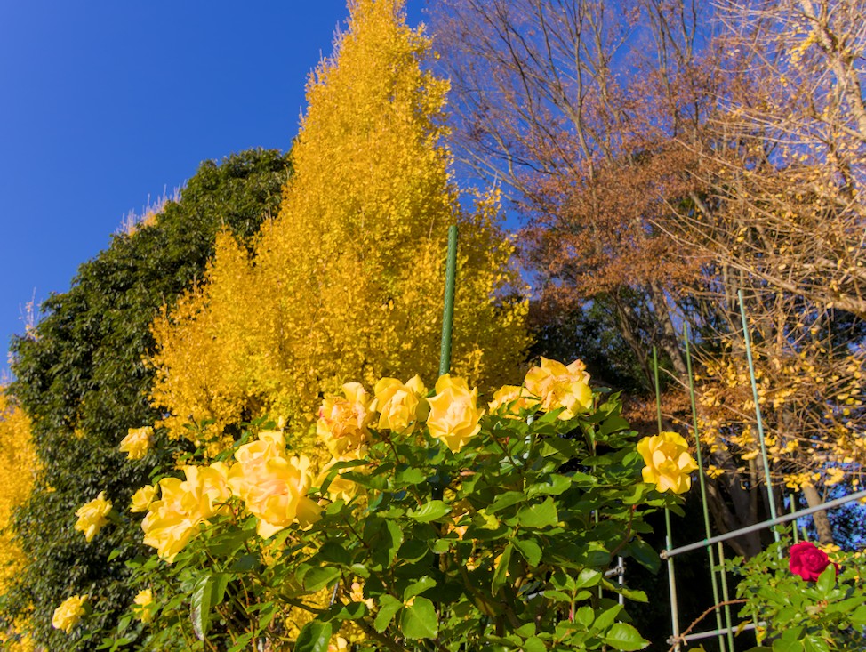 洞峰公園の銀杏～つくば市とその周辺の風景写真案内（1215） - computer_philosopher’s diary