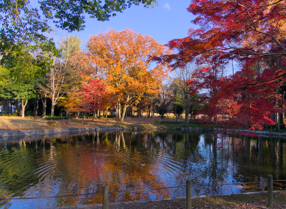 洞峰公園の銀杏～つくば市とその周辺の風景写真案内（1215） - computer_philosopher’s diary