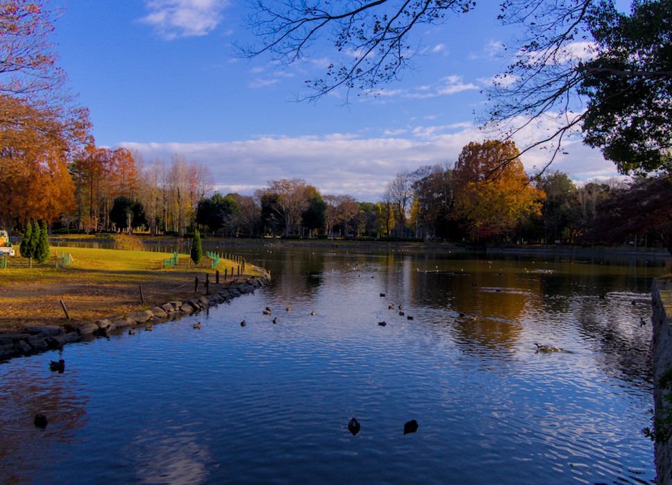 洞峰公園の銀杏～つくば市とその周辺の風景写真案内（1215） - computer_philosopher’s diary