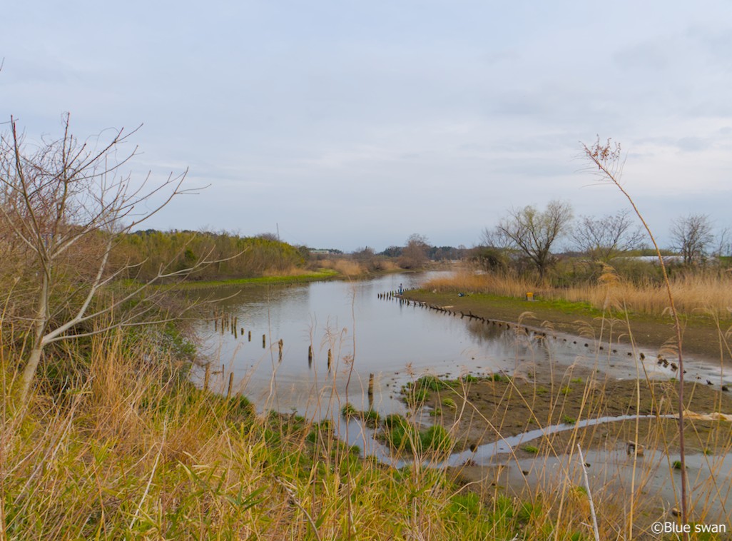 小貝川旧河道～つくば市とその周辺の風景写真案内（1249） - computer_philosopher’s diary