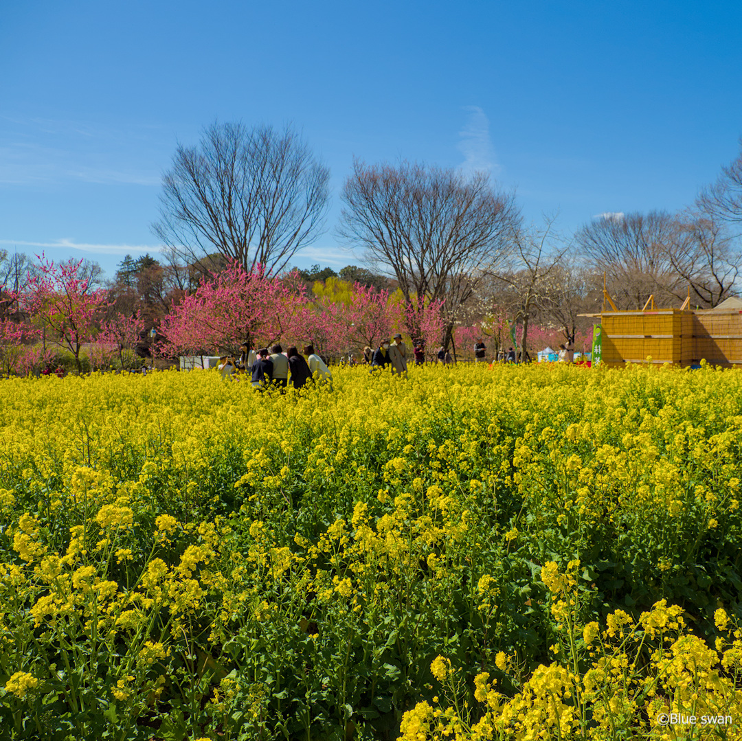 古河花桃まつり～つくば市とその周辺の風景写真案内（1252） - computer_philosopher’s diary