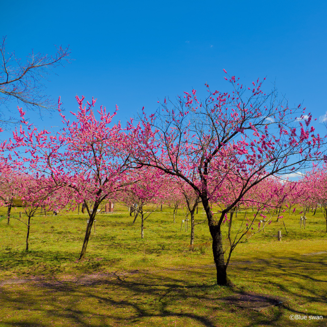 古河花桃まつり～つくば市とその周辺の風景写真案内（1252） - computer_philosopher’s diary