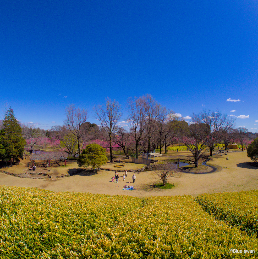 古河花桃まつり～つくば市とその周辺の風景写真案内（1252） - computer_philosopher’s diary