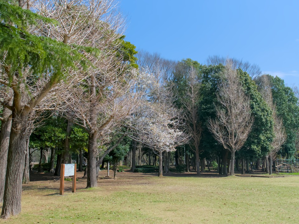洞峰公園の桜～つくば市とその周辺の風景写真案内（1257） - computer_philosopher’s diary