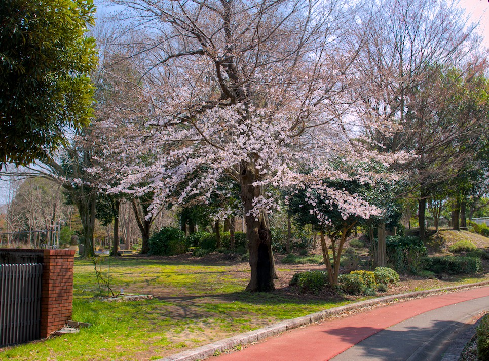 洞峰公園の桜～つくば市とその周辺の風景写真案内（1257） - computer_philosopher’s diary