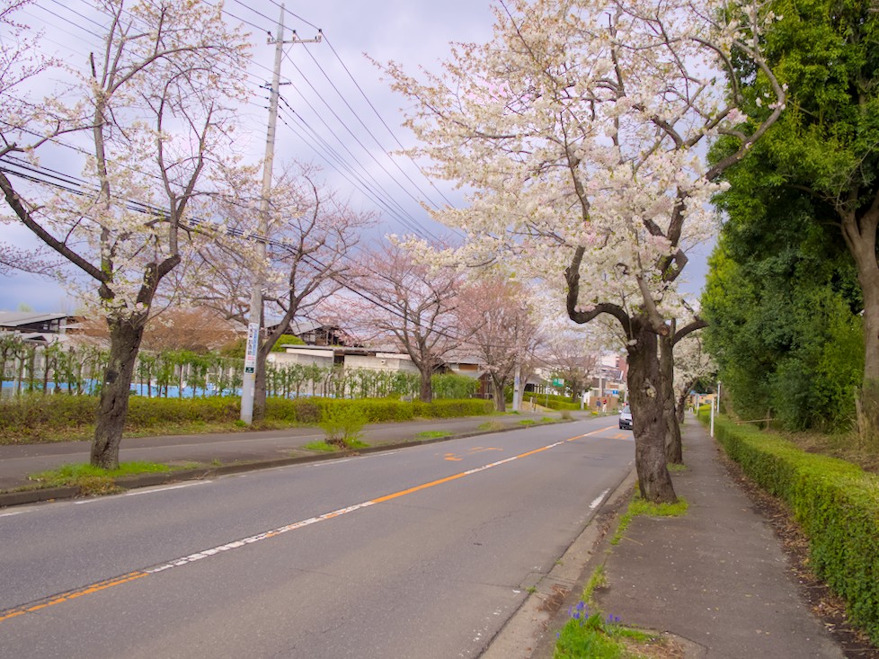 東小学校前の桜～つくば市とその周辺の風景写真案内（1261） - computer_philosopher’s diary