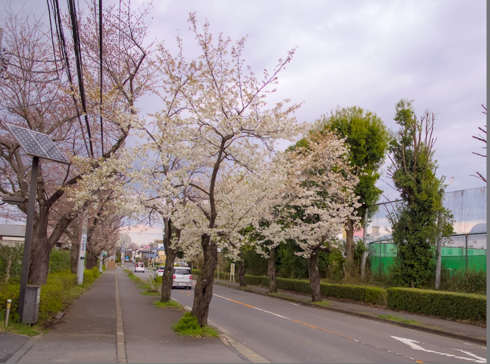 東小学校前の桜～つくば市とその周辺の風景写真案内（1261） - computer_philosopher’s diary