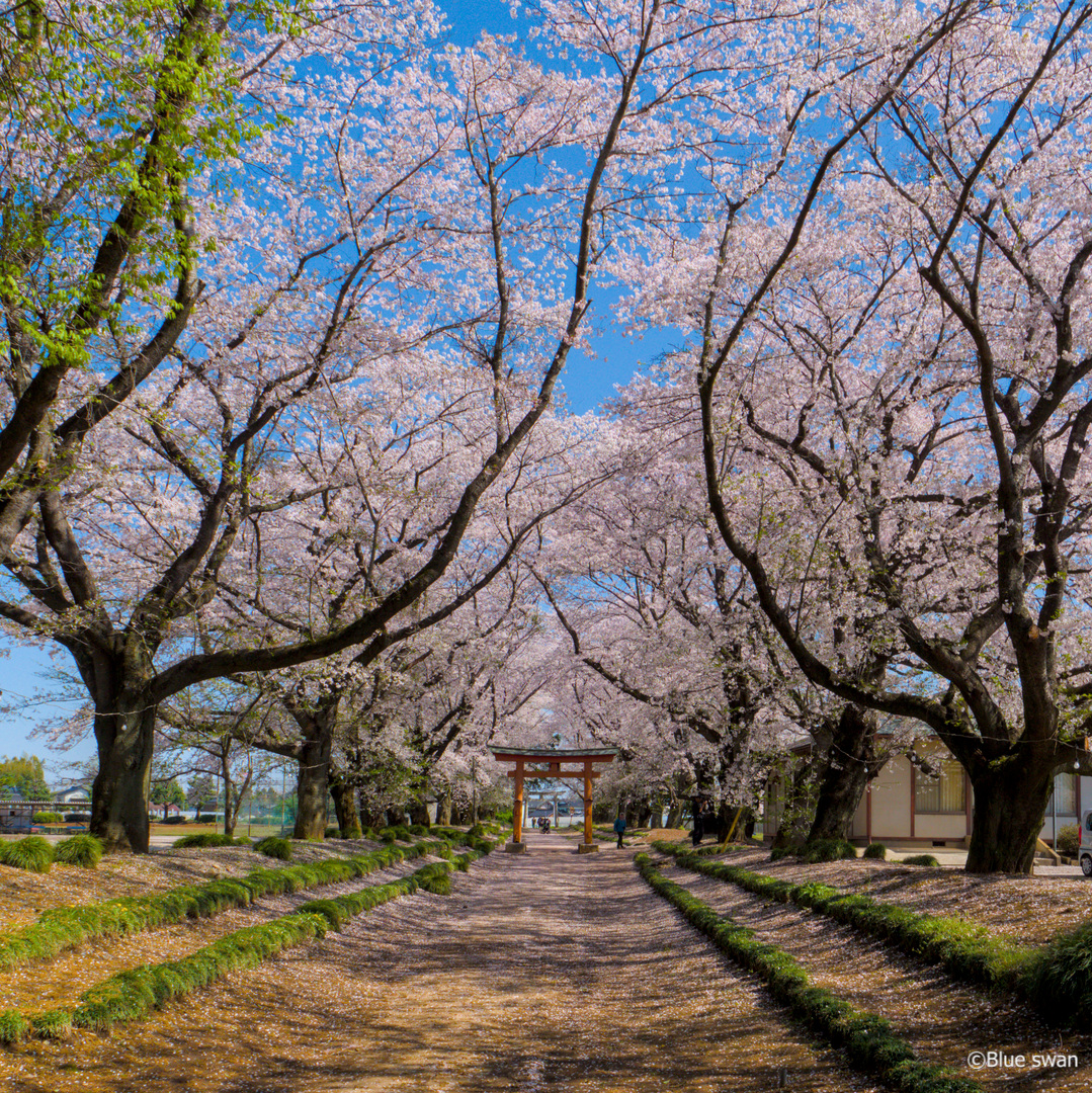 東蕗田天満社（八千代町）の桜～つくば市とその周辺の風景写真案内（1266） - computer_philosopher’s diary