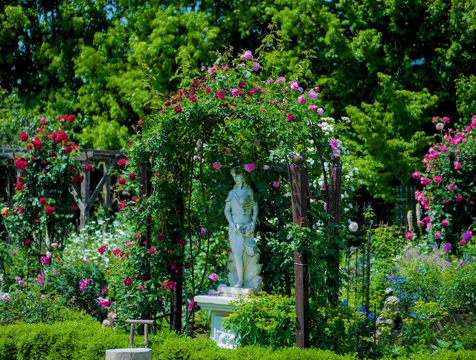 つくばローズガーデン～つくば市とその周辺の風景写真案内（1272） - computer_philosopher’s diary