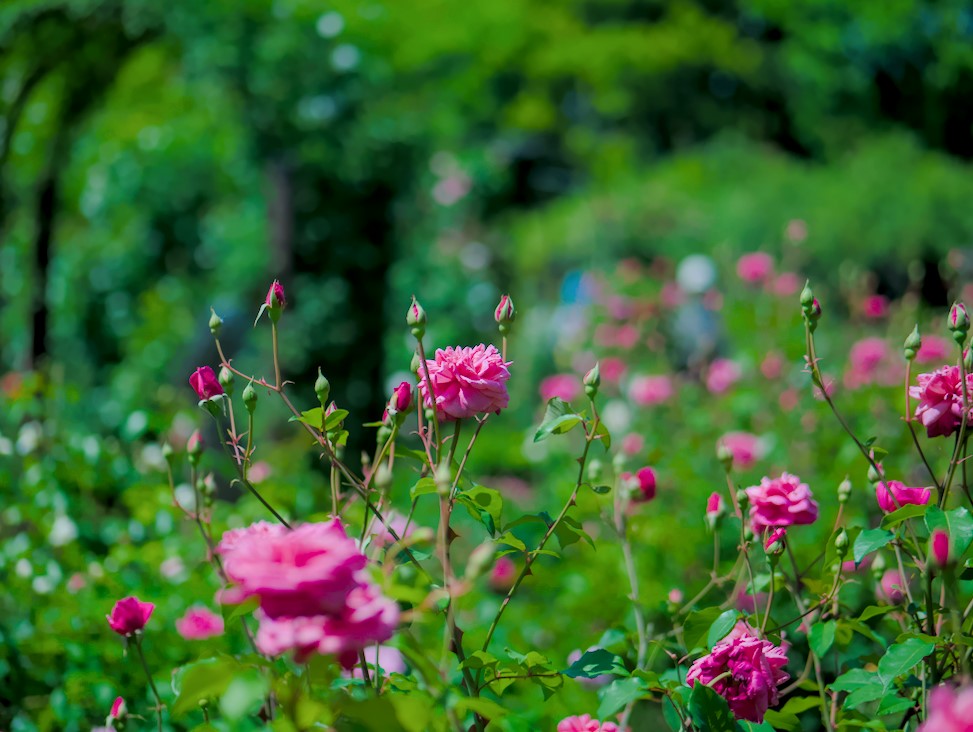 computer_philosopher’s diary