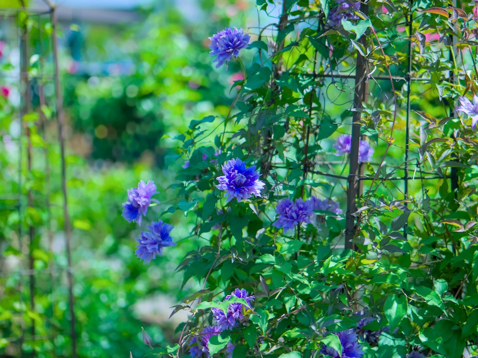 つくばローズガーデン～つくば市とその周辺の風景写真案内（1272） - computer_philosopher’s diary
