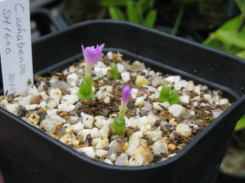 Conophytum achabense SH1600 - conoconoさんの女仙な日常