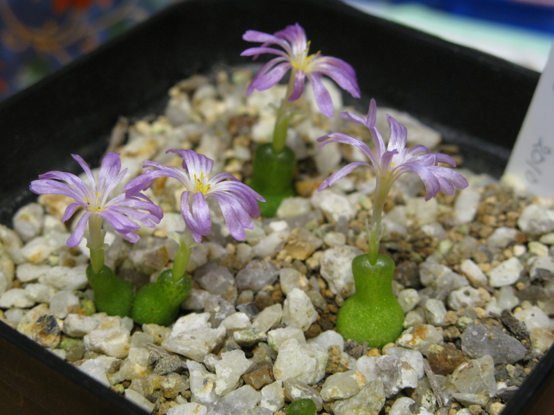 Conophytum achabense SH1600 - conoconoさんの女仙な日常