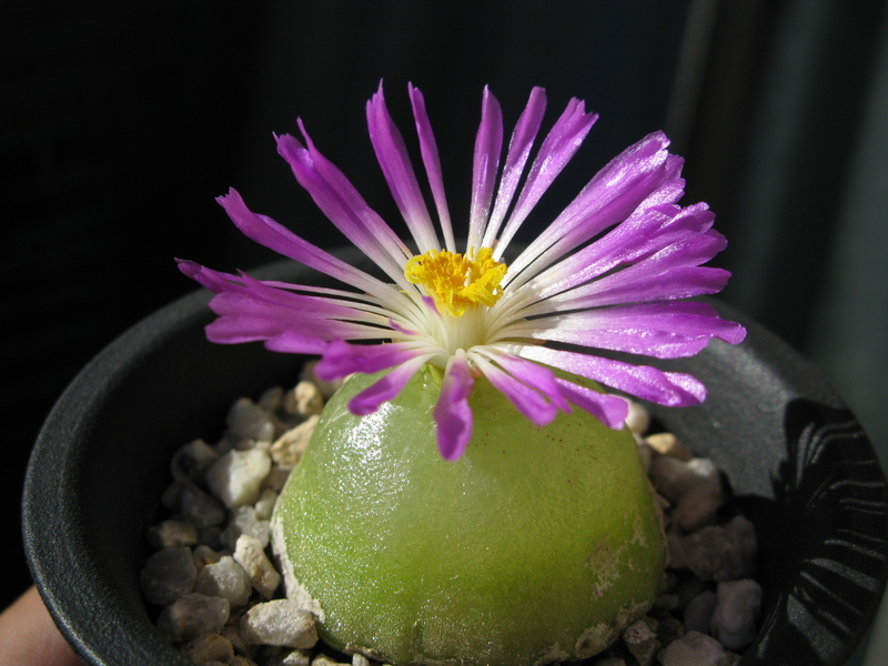 Conophytum burgeri - conoconoさんの女仙な日常