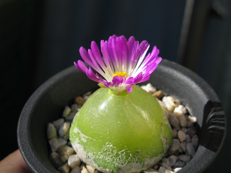 Conophytum burgeri - conoconoさんの女仙な日常