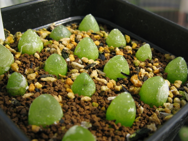 Conophytum hammeriの実生 - conoconoさんの女仙な日常