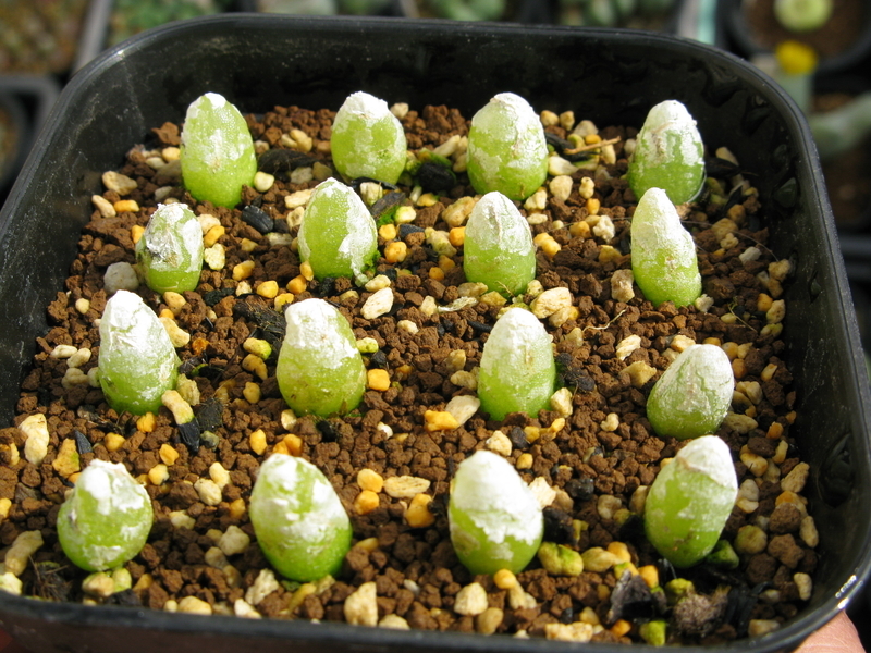 Conophytum hammeriの実生 - conoconoさんの女仙な日常