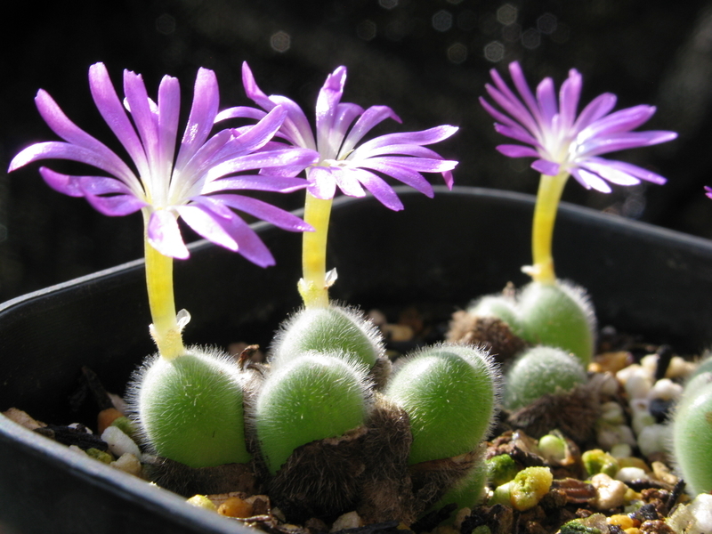 Conophytum mirabile - conoconoさんの女仙な日常