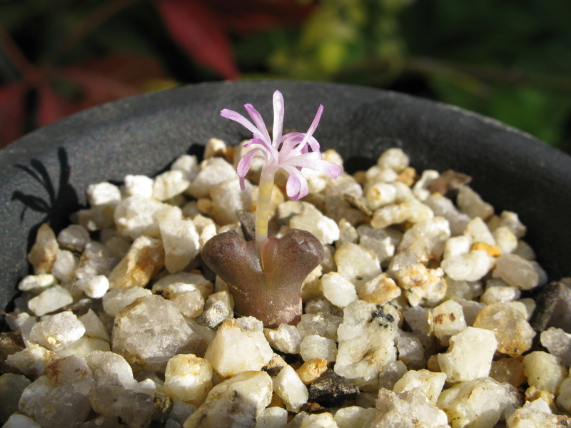 レコンディツム・ブイシアナム Conophytum reconditum subsp. buysianum - conoconoさんの女仙な日常