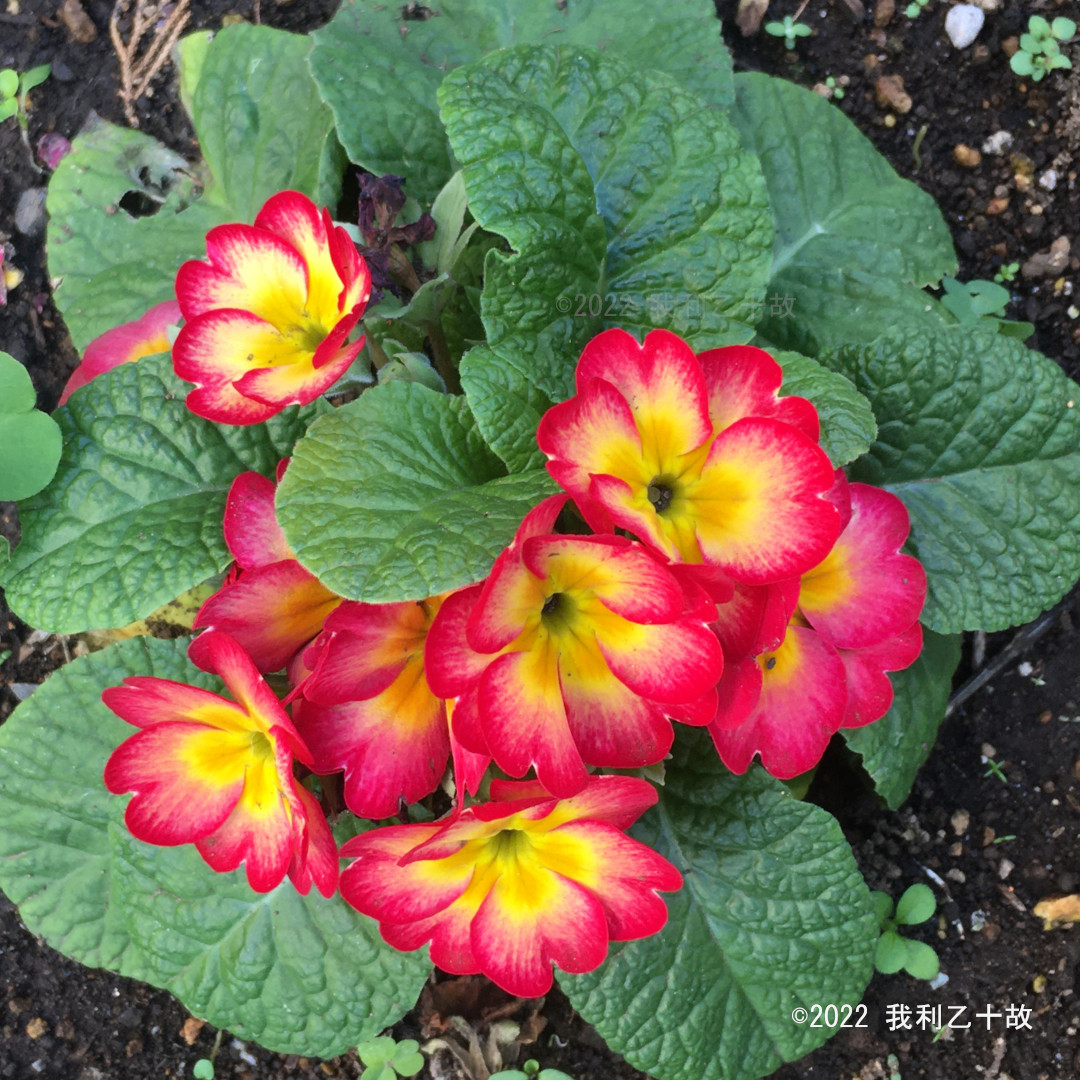 プリムラポリアンサ Primula × polyantha - いきもの図鑑（仮称）