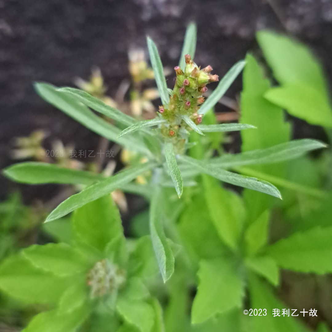 タチチチコグサ Gamochaeta calviceps - いきもの図鑑（仮称）