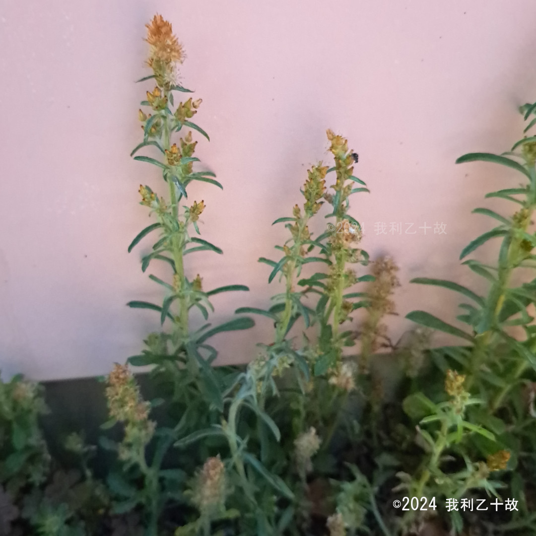 タチチチコグサ Gamochaeta calviceps - いきもの図鑑（仮称）