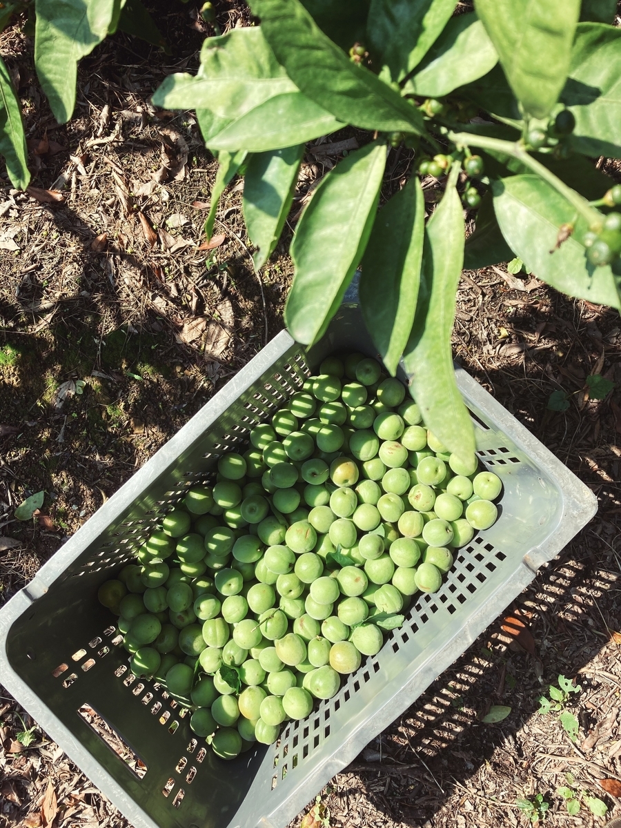 梅！梅！梅！ - cultivate tachima